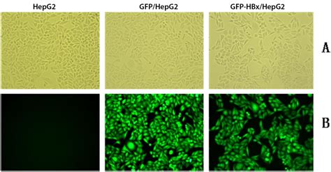 Hepg2 Cells Stably Expressing Green Fluorescent Protein Gfp And