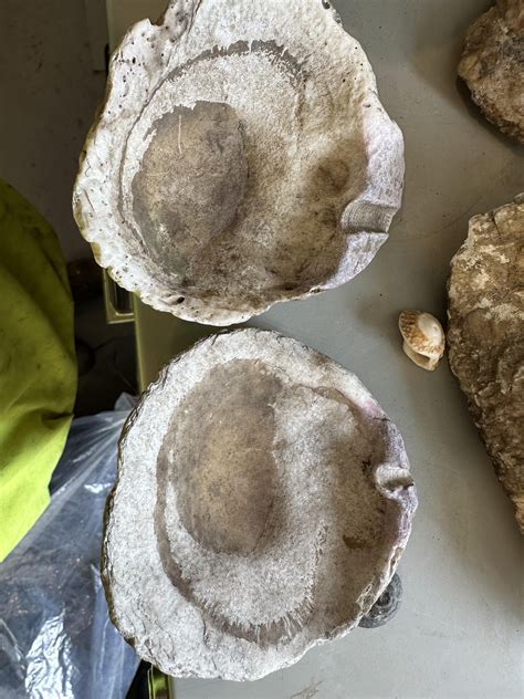 Fossilized Shell Found In Ottawa Canada Rfossils