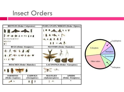 What Are The Major Insect Orders At Cindy Larson Blog