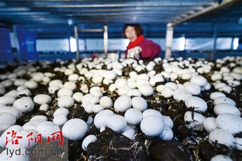 发展食用菌产业 助力乡村振兴【组图】新闻中心洛阳网