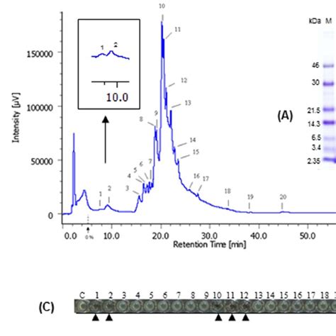 Separation And Identification Of Antimicrobial Peptides In Bovine Download Scientific Diagram