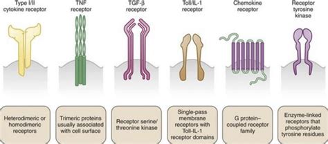 3d Structure Of Different Types Of Receptors Download Scientific Diagram