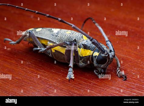 Batocera Rubus Or Manggo Longhorn Beetle Is One Of A Pest For Manggo
