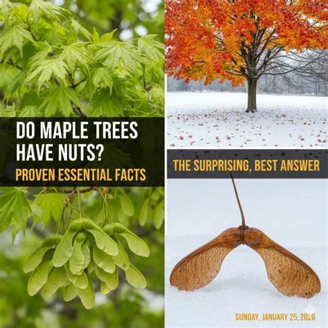 How To Identify A Maple Tree Leaves Branches And Seeds
