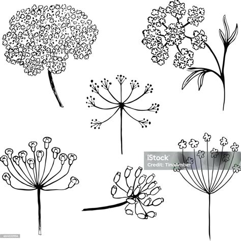 벡터 꽃이 핌 흰색 절연의 종류의 집합입니다 복합 화 서 딜 또는 회 향 꽃과 나뭇잎 양식된 손으로 그린 벡터 일러스트 레이 션 회향에 대한 스톡 벡터 아트 및 기타 이미지