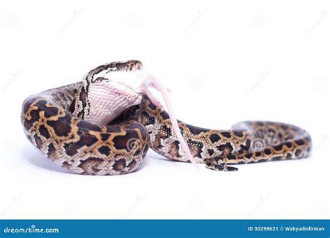 Isolated Burmese Python Molurus Bivittatus Eats Rat Stock Image Image Of Dangerous Creepy