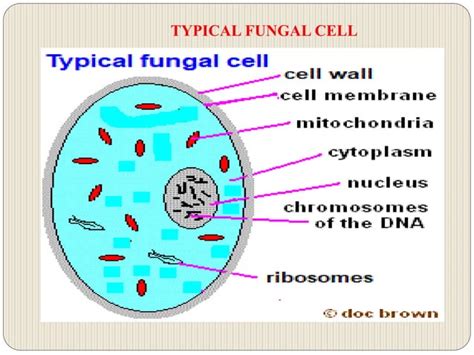 Fungi Cell Wall And Thallus Structurepdf