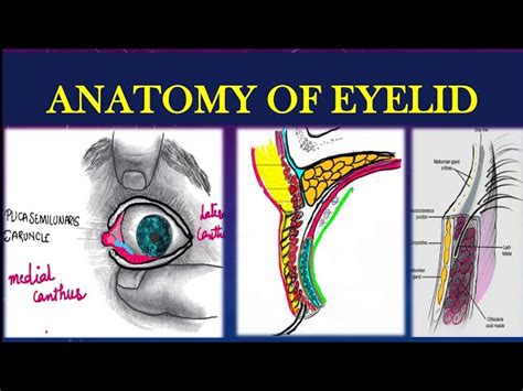 Layers Of Eyelid Anatomy
