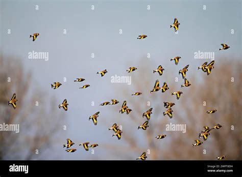 A Dispersed Flock Of Goldfinches Flying Against A Blue Sky Carduelis