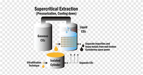 Lingzhi Mushroom Triterpene Artists Bracket Polysaccharide Spore Ganoderma Lucidum Png Pngegg