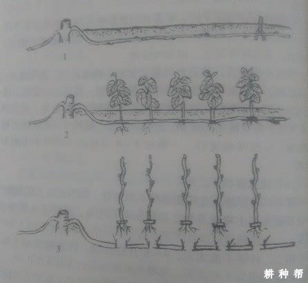 桑葚如何压条繁殖育苗 耕种帮种植网