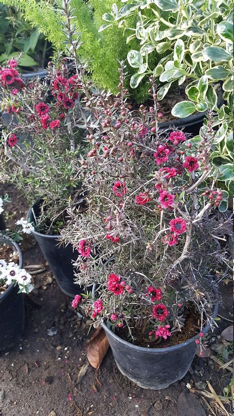Leptospermum Scoparium Ruby Glow 8 Tall Mimosa