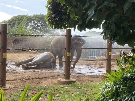 Honolulu Zoo Tour After Dark Reveals Secrets About Slumber In The