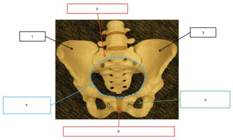 Lab Appendicular Skeleton The Lower Limb Flashcards Quizlet