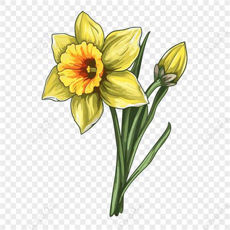 수선화 꽃 벡터클립 아트상표만화 Png 일러스트 무료 다운로드 Lovepik