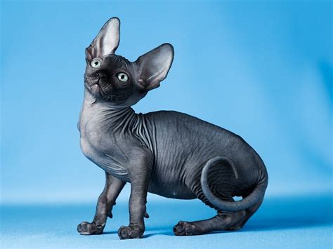 Сфинкс с голубыми глазами картинки и фото Koshka Top