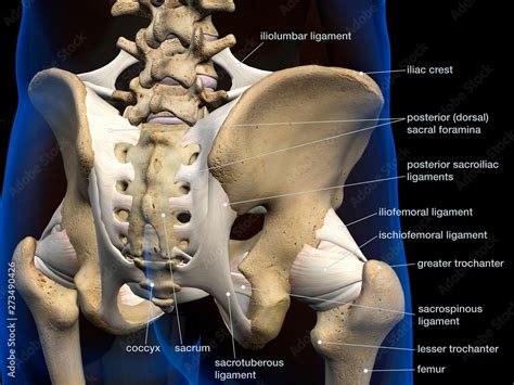 Pelvis Diagram Posterior View