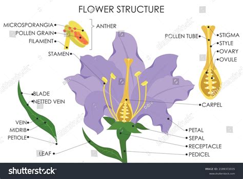 Parts Flower Colored Vector Illustration Stock Vector Royalty Free