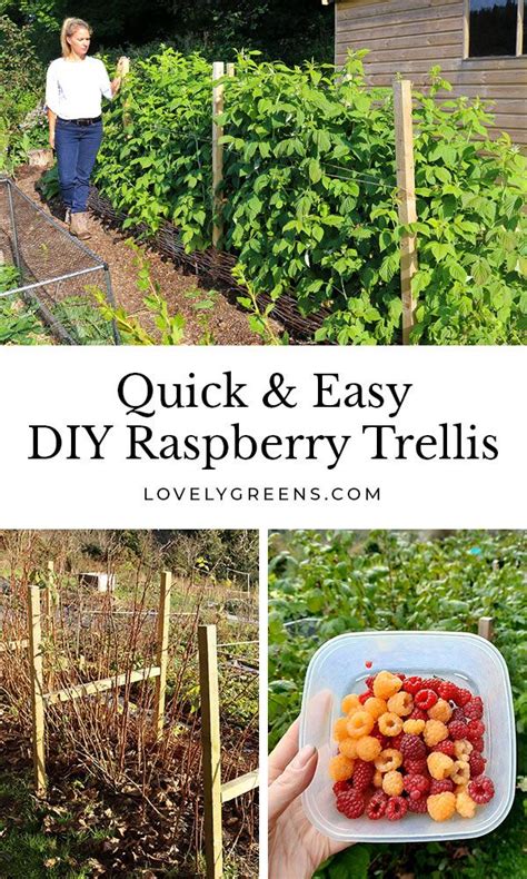 Quick And Easy Diy Raspberry Trellis Artofit