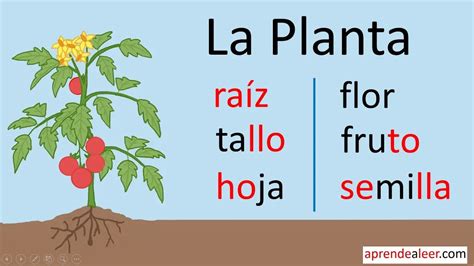 Qué Es El Tallo De Una Planta Y Sus Partes Teleflor