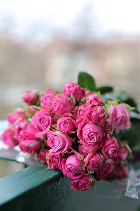 무료 사진 부케 배열 핑크 장식 잎 장미 꽃 자연 장미 피