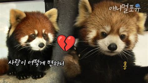 결혼 3개월 차 레서판다 바람을 피우다 삼각관계의 결말은💥※귀여움 주의※ Kbs 국민소통 버라이어티 뉴스왕 081231 방송 Youtube