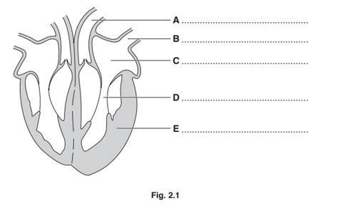 Igcse Biology 0610 9 2 Heart Igcse Style Questions Paper 3