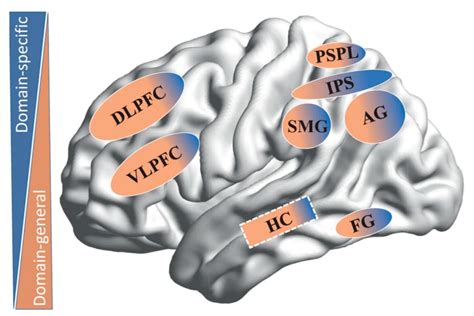 Neurobiological Bases Of Numerical Cognition The Neurocognitive Bases
