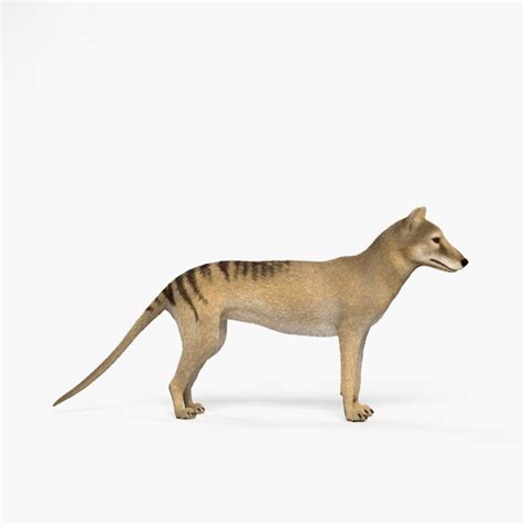 Thylacine 3d Model Turbosquid 1340273