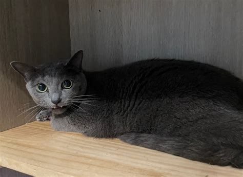 러시안블루레오 고양이책임무료분양 강아지분양 고양이분양 컴투펫 시츄 셔틀랜드쉽독 말티푸 미니핀 치와와 요크셔테리어 포메라니안 말티즈 분양