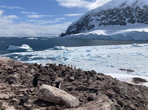 Seabird Seal Monitoring Crucial As Avian Influenza Reaches Antarctica