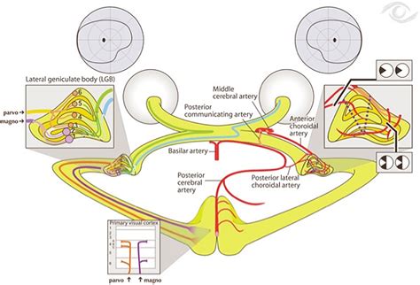 Monocular Nasal Hemianopia At Phoebe Reddall Blog