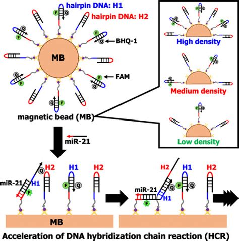Acceleration Of Dna Hybridization Chain Reactions On 3d Nanointerfaces Of Magnetic Particles And