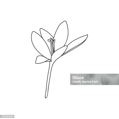 하나의 크로커스 사프란 꽃 라인 드로잉의 벡터 그림 고가의 향신료의 식물 일러스트 벡터 싹 0명에 대한 스톡 벡터 아트 및 기타
