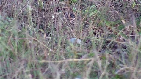 Djuma Egg Shaped Object White Tail Mongoose Had Found In Morning
