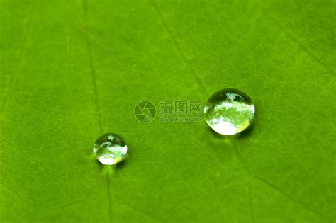 荷叶上的水滴高清图片下载 正版图片503336638 摄图网
