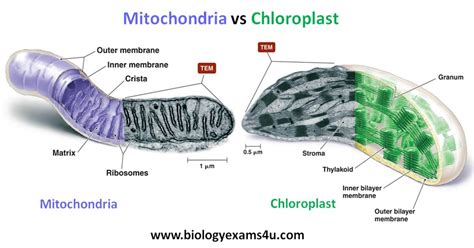 Difference Between Mitochondria And Chloroplast ~ Biology Exams 4 U