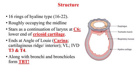 Anatomy Of Trachea Pptx