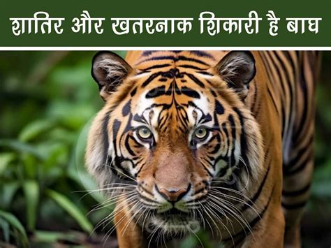 Jungle World शातिर और खतरनाक शिकारी है बाघ