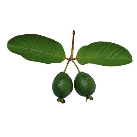 Jual Kukuring Jambu Biji Muda 5 Pcs Pentil Jambu Klutuk Jambu Kristal Muda Shopee Indonesia