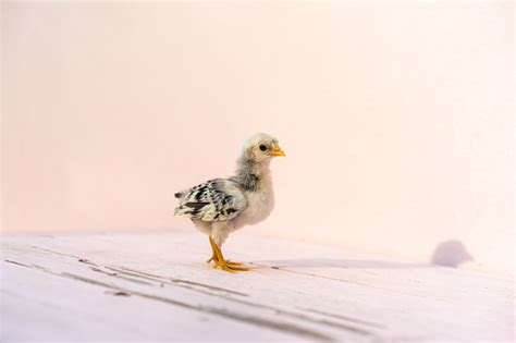 분홍색 파스텔 컬러 테이블과 야외 햇빛에 벽에 서 있는 풀 바디 베이비 고립된 함부르크 병아리를 닫습니다 독일과 네덜란드에서 인정받고 있습니다 0명에 대한 스톡 사진 및