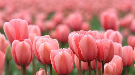 Pink Tulip Wallpapers Top Free Pink Tulip Backgrounds Wallpaperaccess