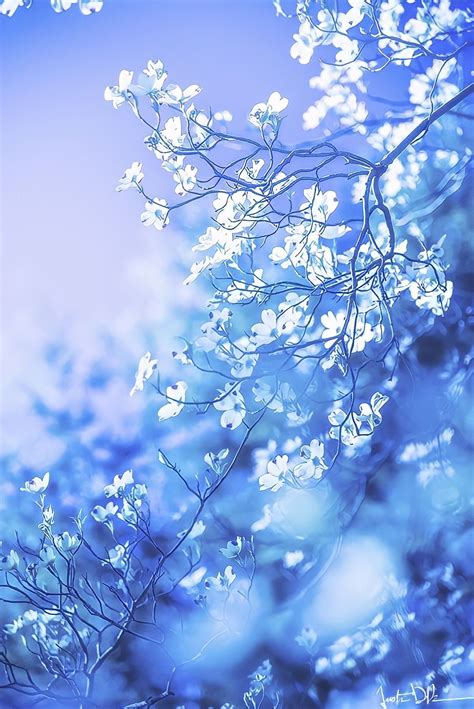 Mavi Ve Beyaz Çiçekler Pretty Blue Photos Beautiful Blue Aesthetic