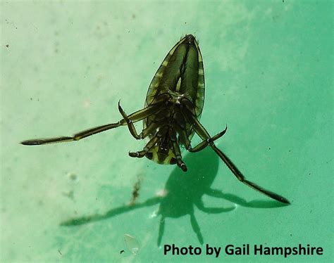 Backswimmer Ask A Naturalist®