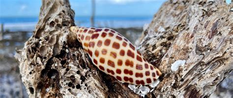 The Rare Junonia Shell Tips On How To Find One Blog