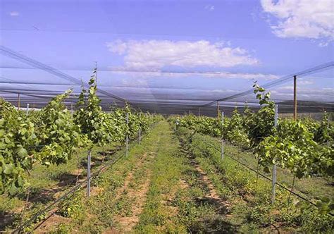 Anti Bird Spikes Bird Netting Canopy Vineyard Net Buy Online