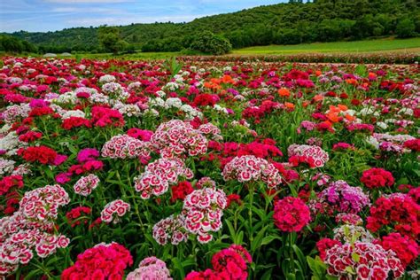 How To Plant And Grow Sweet William Flowers Dianthus Barbatus