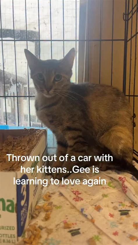Gee Arrived With Newborn Kittens That Found Homes But Shes Still