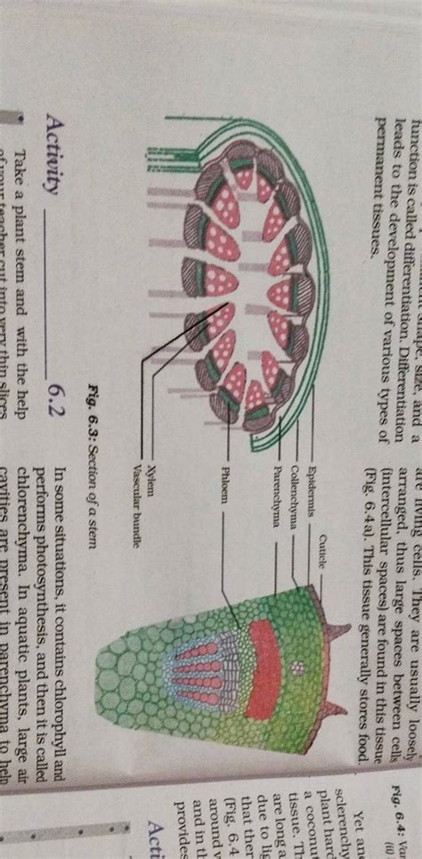Function Is Called Differentiation Differentiation Leads To The Developm