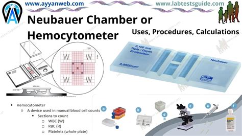 Hemocytometer Types Design Parts And Procedure For Cell Counting
